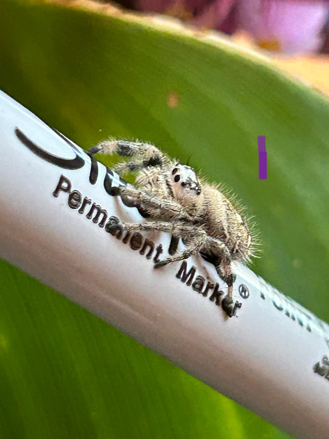 Regal Jumping Spider (White Face) True Spider by Scarlet's Spiders ...