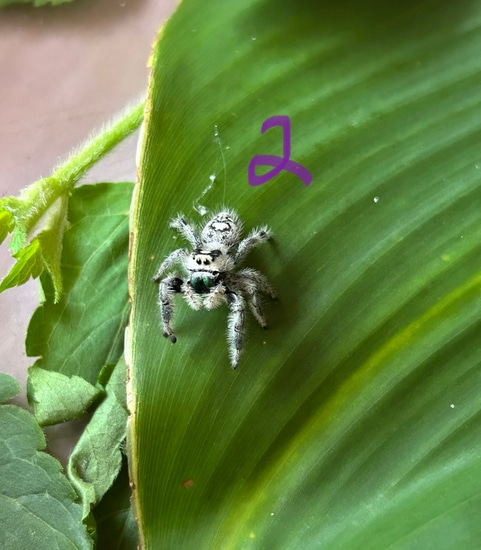 Regal Jumping Spider White Phase True Spider by Scarlet's Spiders