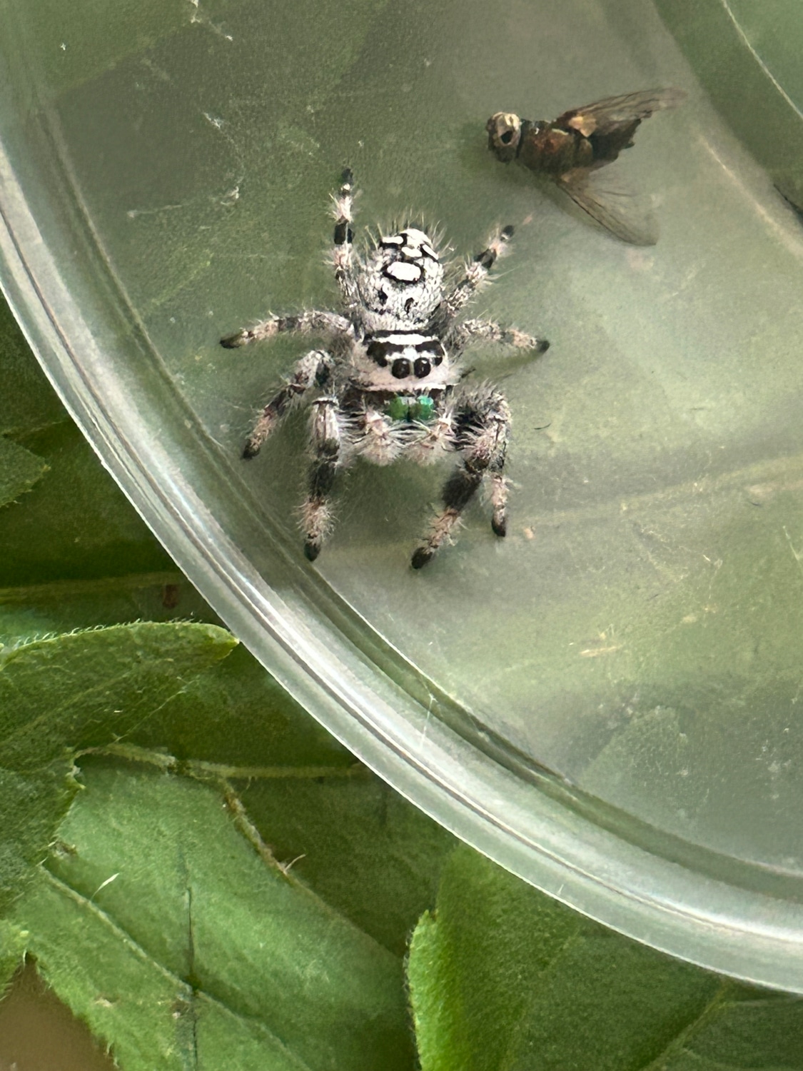 Regal Jumping Spider White Phase! True Spider by Scarlet's Spiders ...