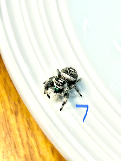 Regal Jumping Spider White Phase True Spider by Scarlet's Spiders