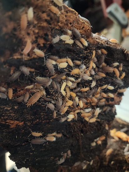 Porcellionides Pruinosus "Powder Mix Blue/Orange Isopod by NorCal Pods