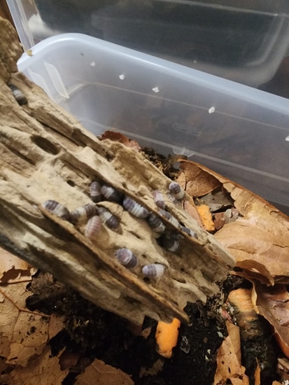 Cubaris Sp. Panda Kings Isopod by NorCal Pods