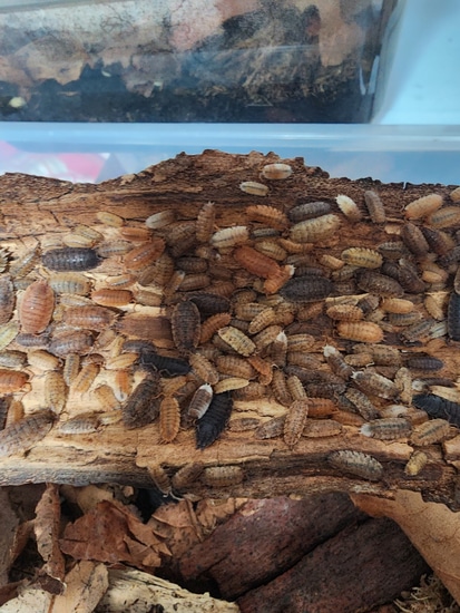 Porcellio Scaber Lemonade Isopod by NorCal Pods