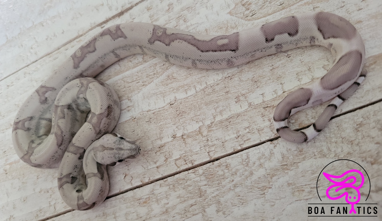 Orangasm Ghost Jungle 66% Het Vpi Boa Constrictor by Boa Fanatics ...