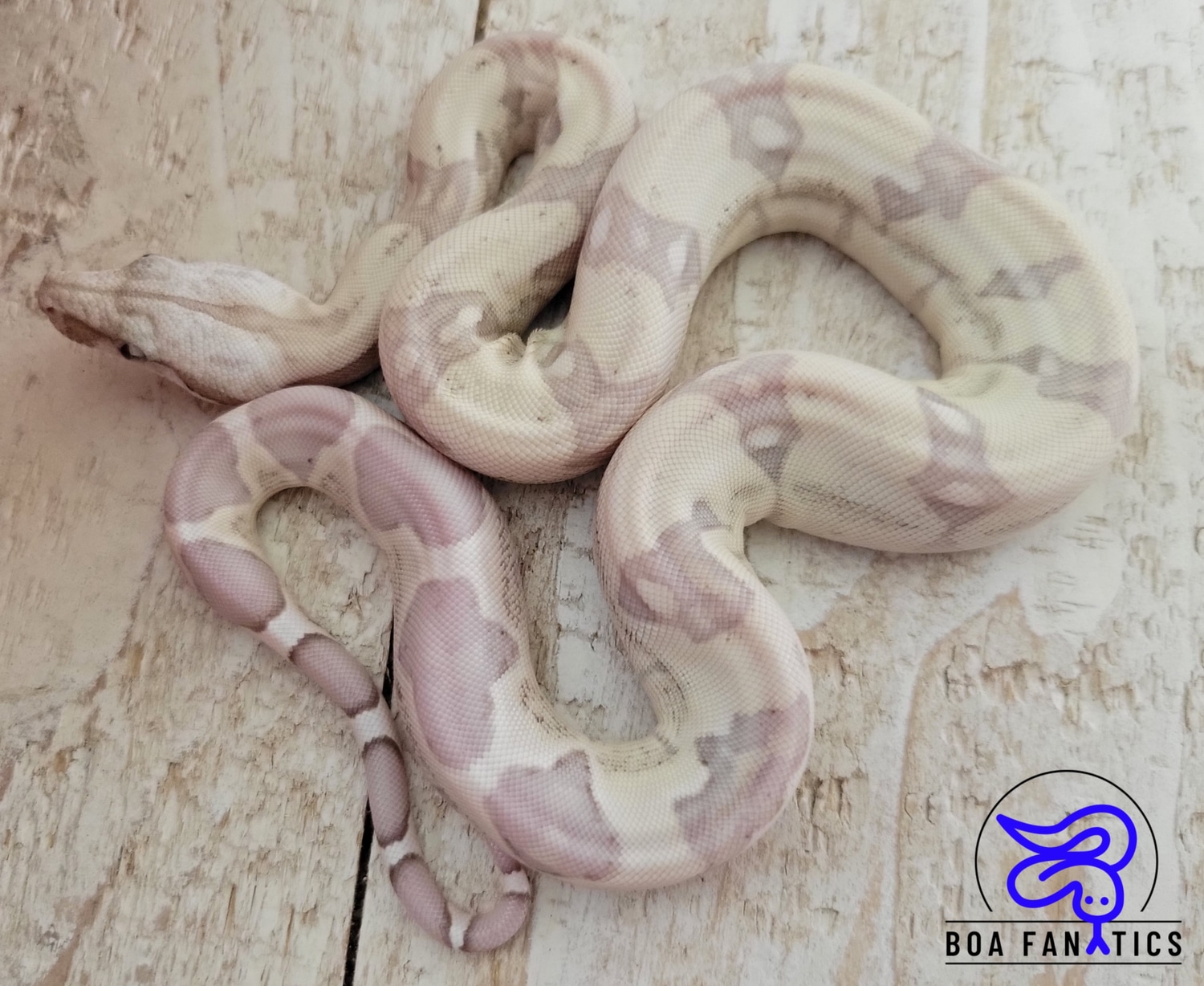 Orangasm Vpi Snowglow Boa Constrictor by Boa Fanatics - MorphMarket