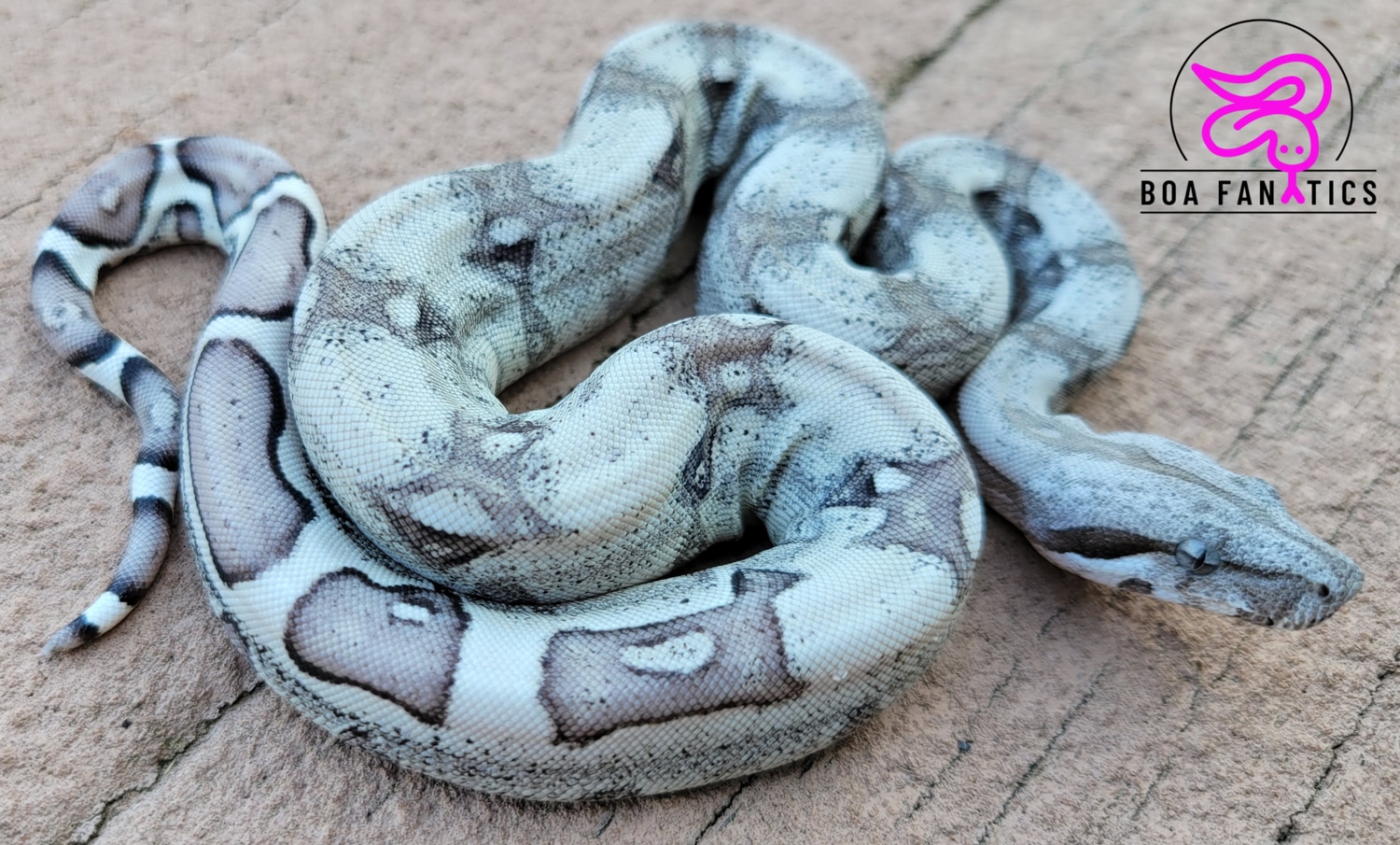 Orangasm Ghost Jungle 66% Het Vpi Boa Constrictor by Boa Fanatics ...