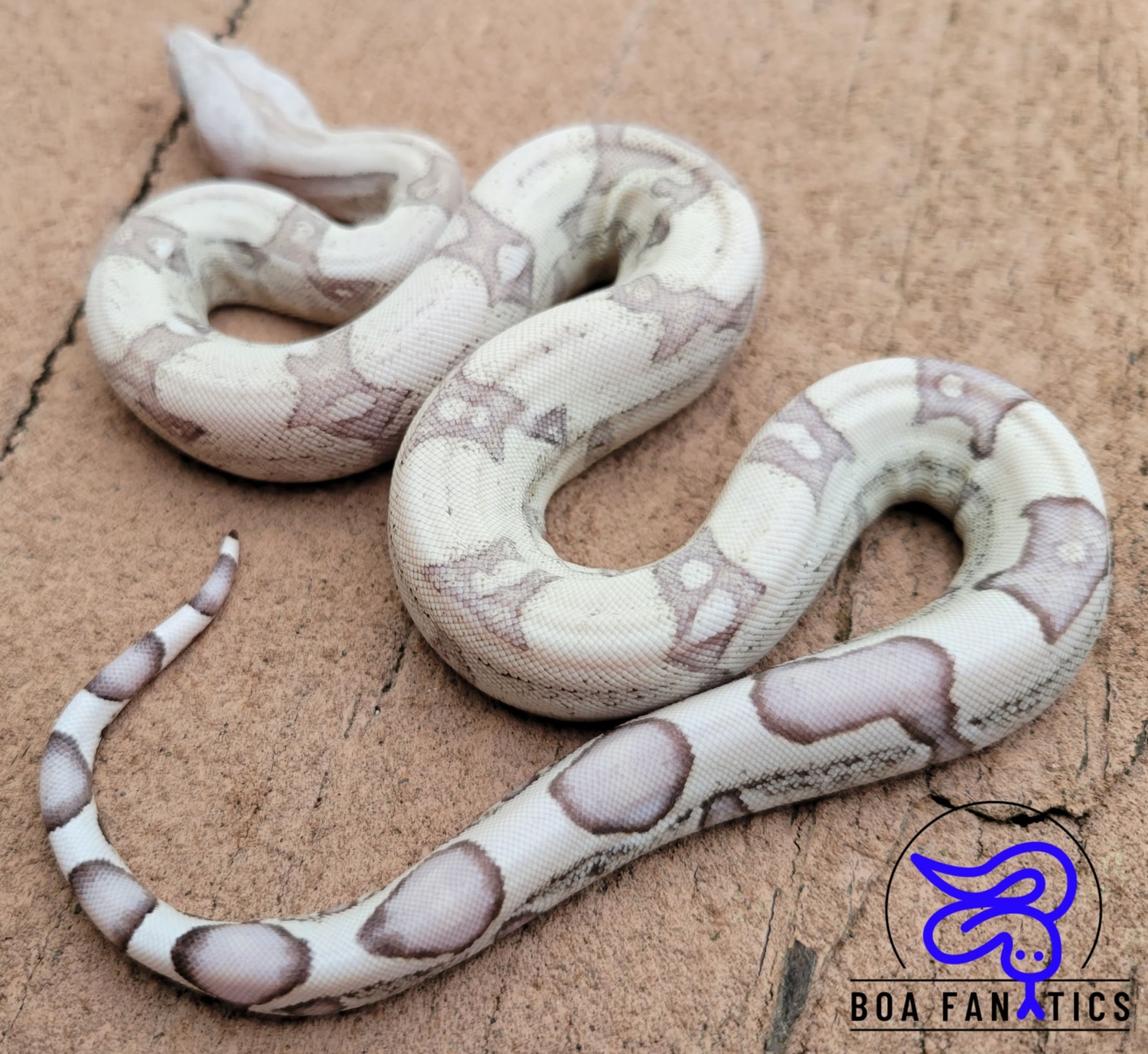 Orangasm Vpi Snow Jungle Boa Constrictor by Boa Fanatics - MorphMarket