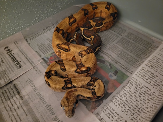 66% Het Spector Boa Constrictor by Boa Fanatics