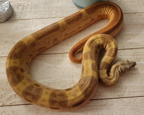 Pdmt Hypo Motley Jungle D.h Vpi Snow From Boa Addicts Boa Constrictor ...