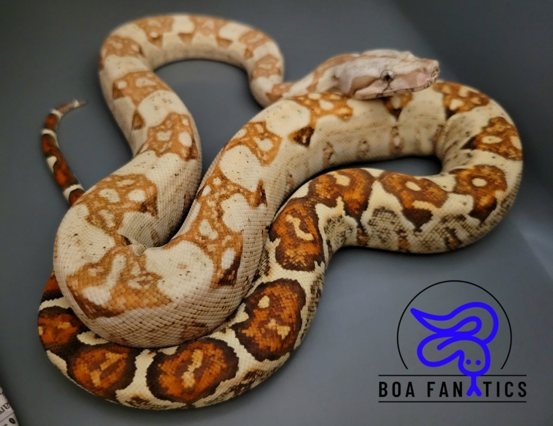 Vpi 66% Rdr Boa Constrictor by Boa Fanatics - MorphMarket