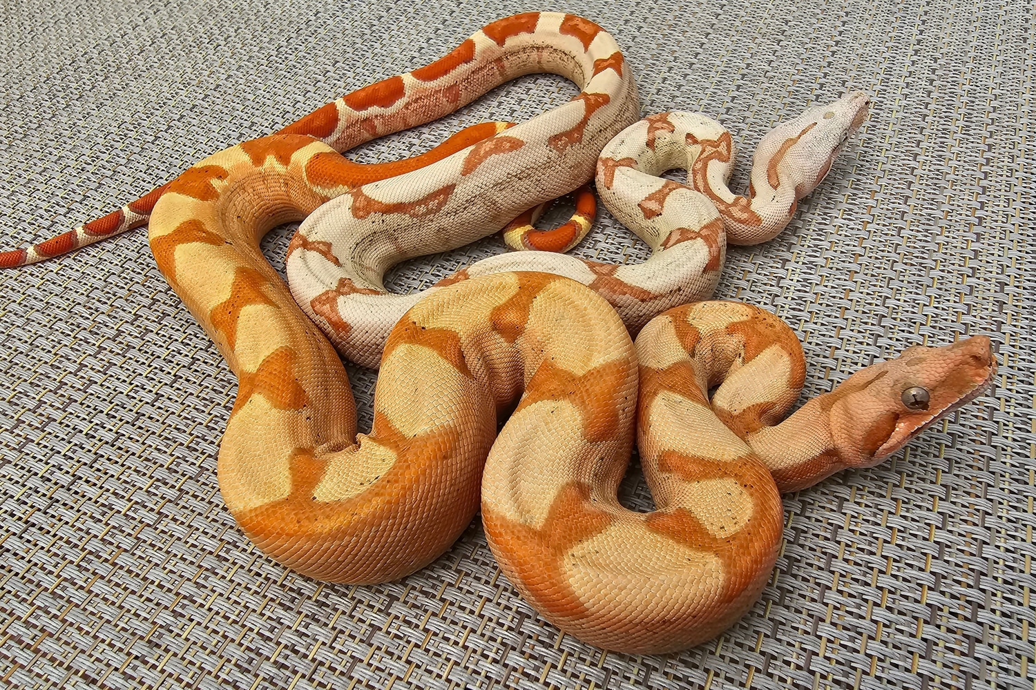 Vpi Sunglow 100% Het Rdr Boa Constrictor by Boa Fanatics - MorphMarket