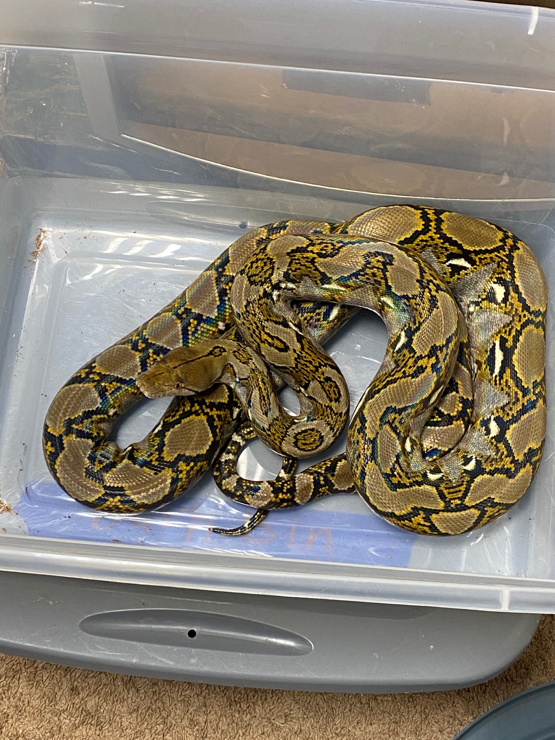 Normal Reticulated Python by CentralJerseyExotics - MorphMarket