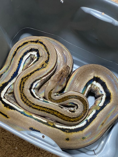 *PRICE DROP* Genetic Stripe PH Mocha (READY TO BREED) Reticulated ...