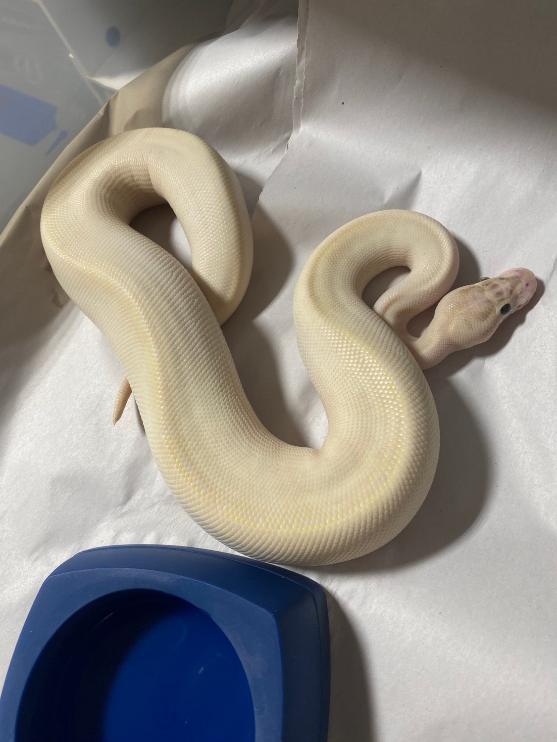 Ivory Pastel Ball Python by CentralJerseyExotics - MorphMarket