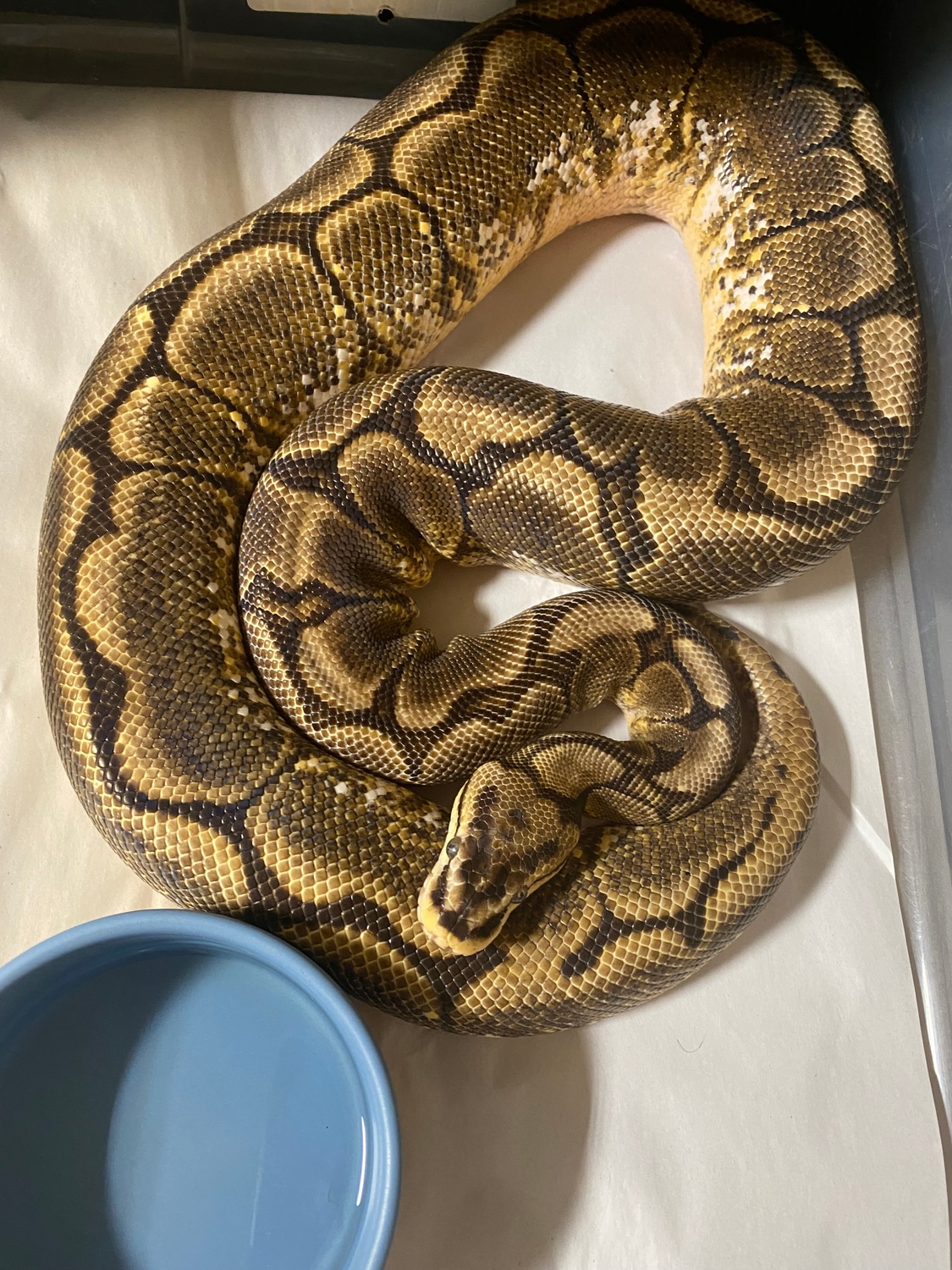 Spider YB Proven Breeder Ball Python by CentralJerseyExotics - MorphMarket