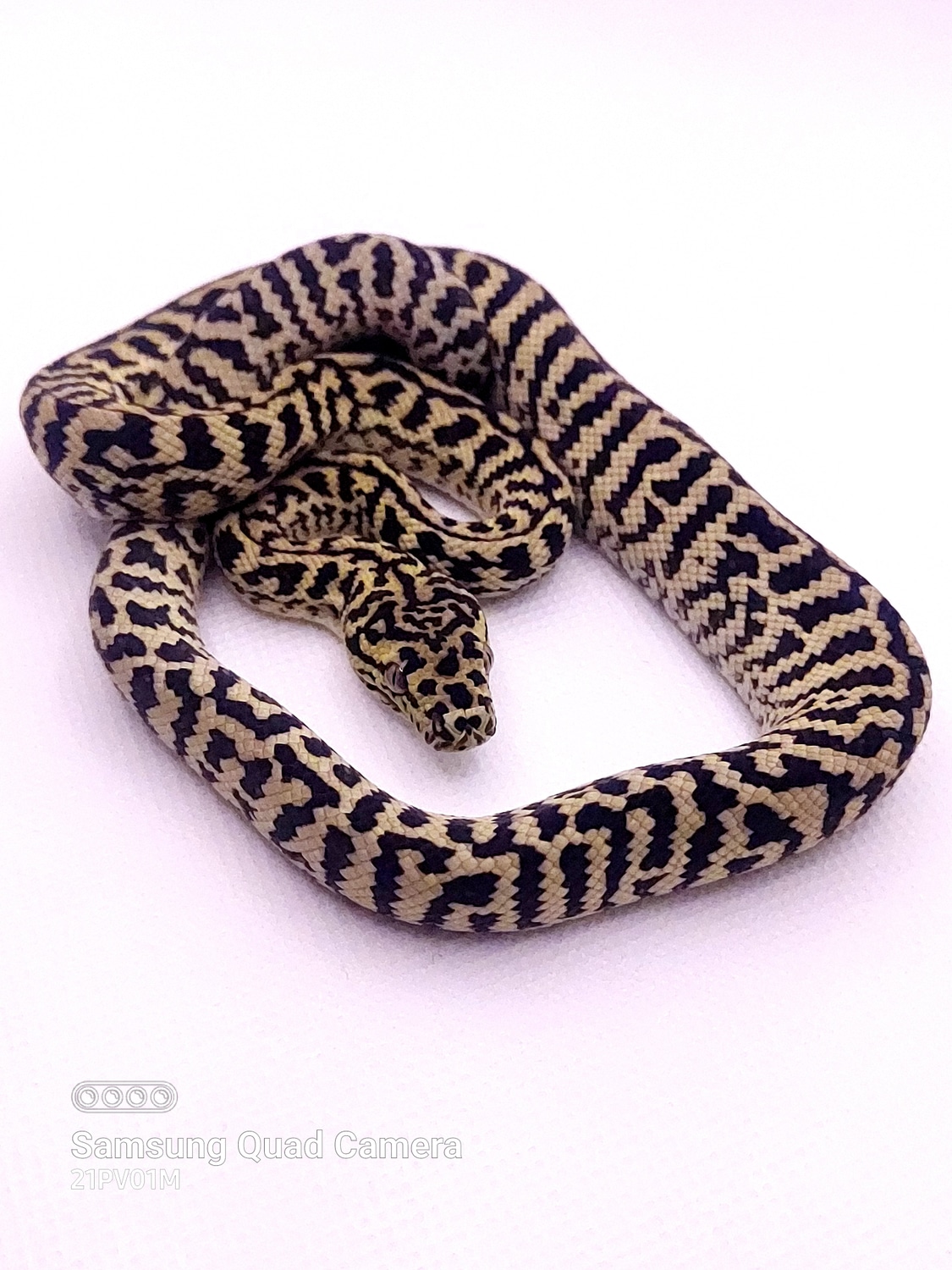 Wow Line Zebra Jungle Jungle Carpet Python by Scattershot Exotics ...