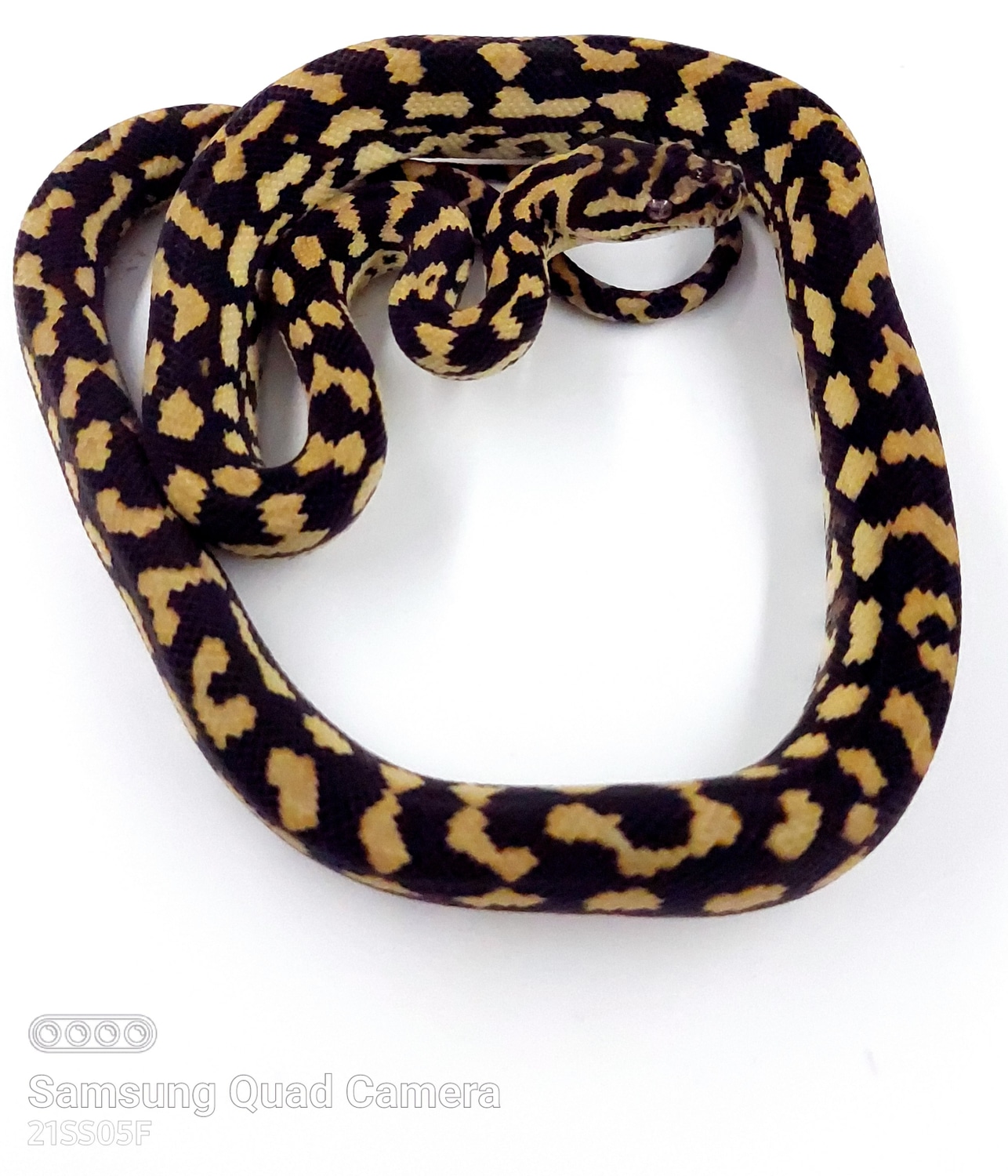 Ocelot Line Jungle X Coastal Other Carpet Python by Scattershot Exotics ...
