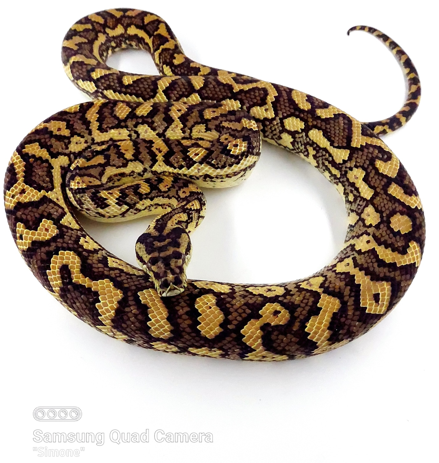 Caramel Coastal Carpet Python by Scattershot Exotics - MorphMarket