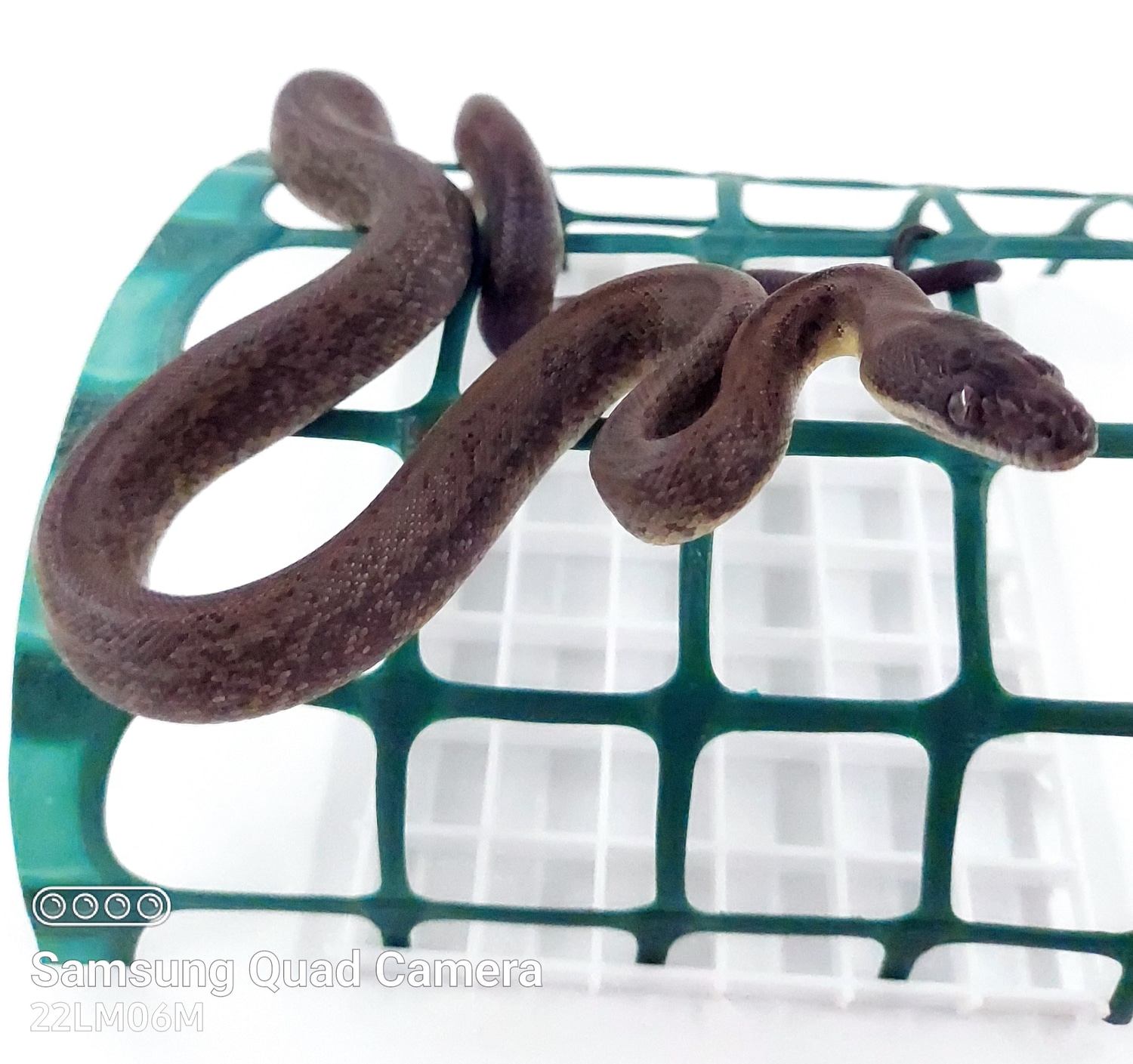 Macklot's Python by Scattershot Exotics - MorphMarket