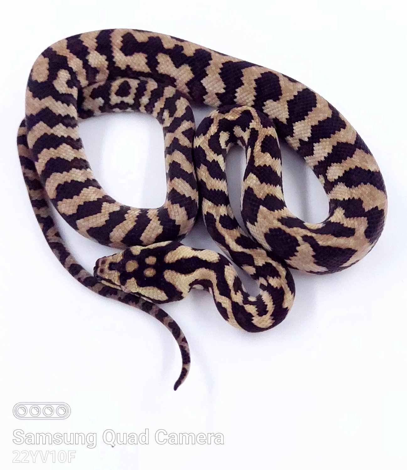 Scattershot Line Jungle Carpet Python by Scattershot Exotics - MorphMarket
