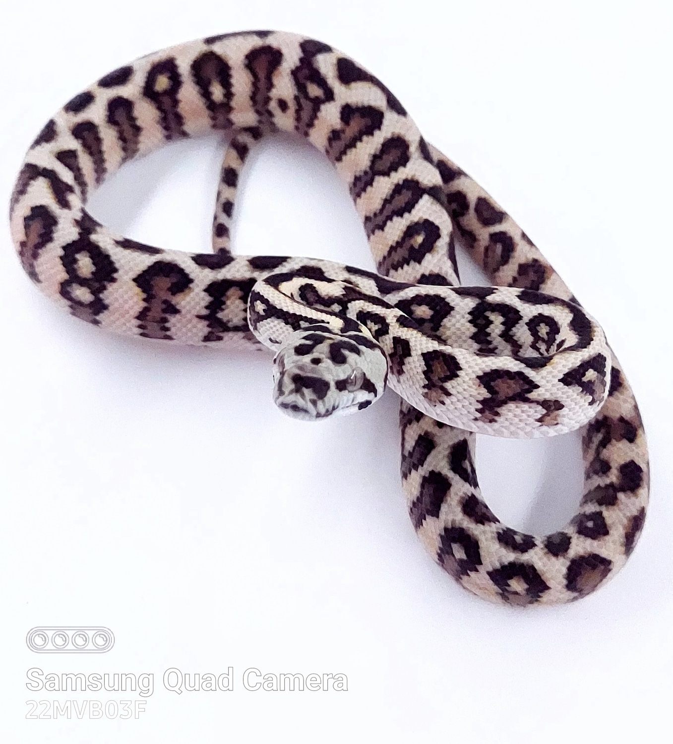 Jungle X Coastal Ocelot Jaguar Other Carpet Python by Scattershot ...