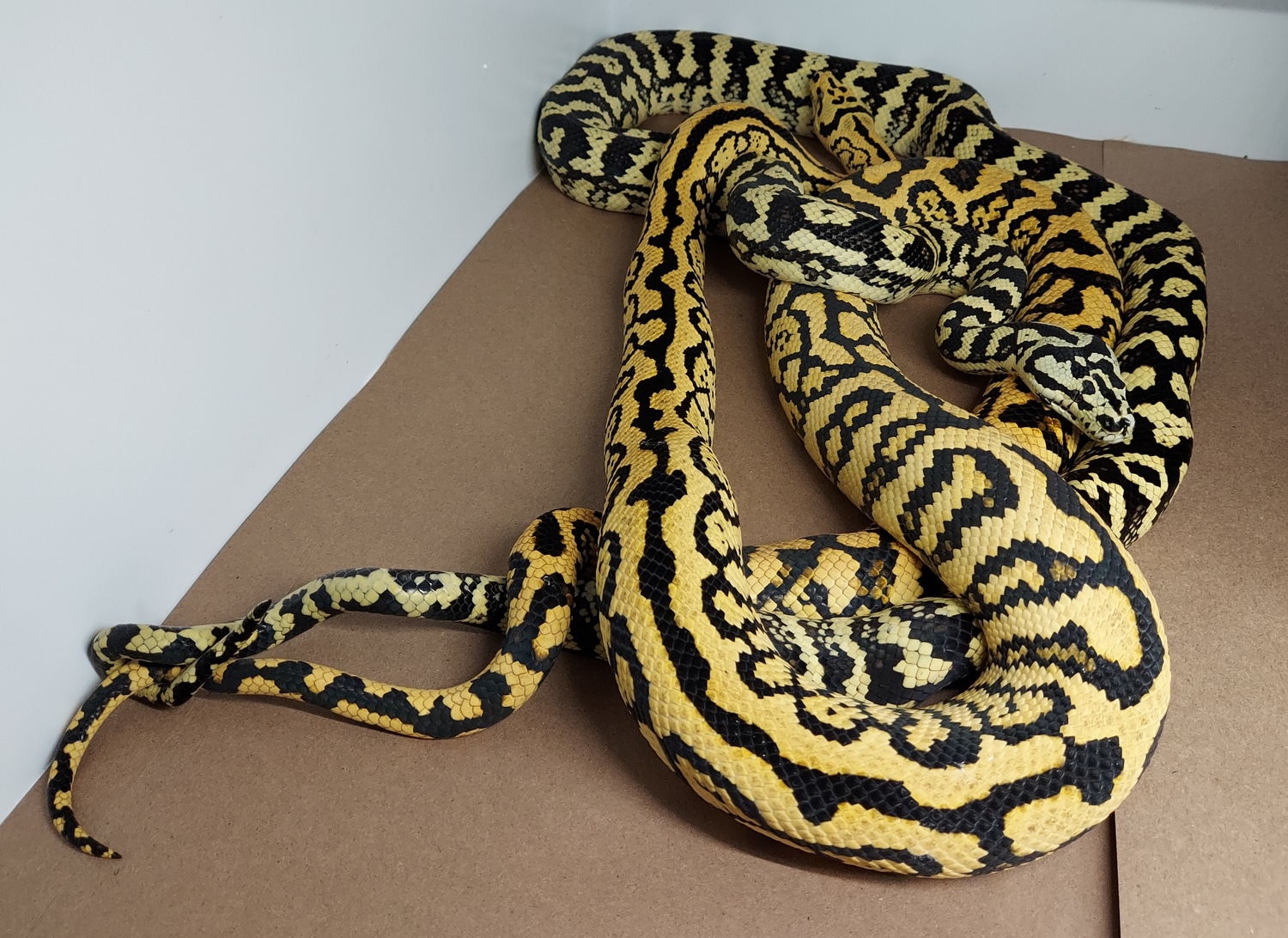 Jungle X Coastal Ocelot Jaguar Other Carpet Python by Scattershot ...