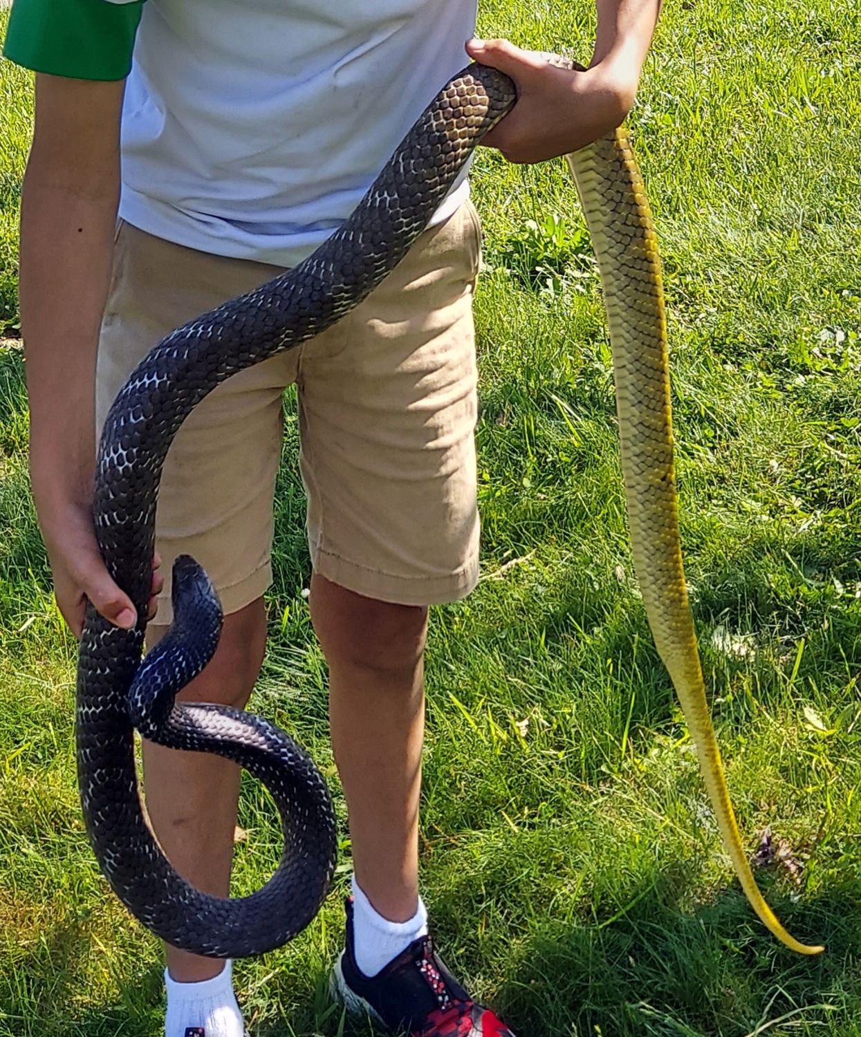 Yellowtail Cribo (Guyana) Indigo Snake by Scattershot Exotics - MorphMarket
