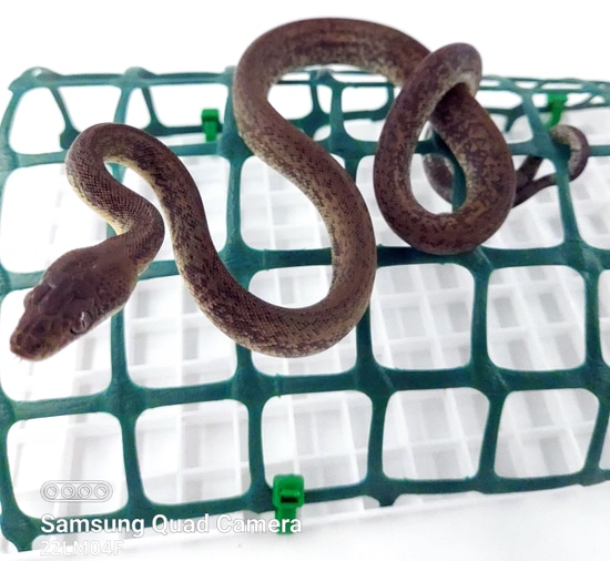 Macklot's Python by Scattershot Exotics