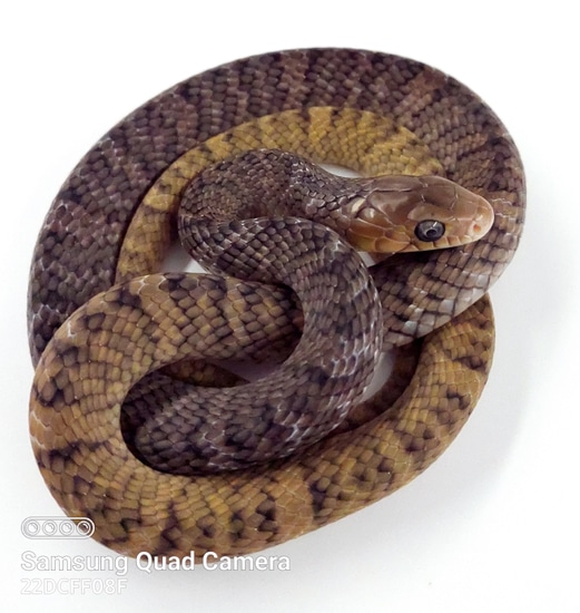 Yellowtail Cribo (Guyana) Cribo & Indigo Snakes by Scattershot Exotics