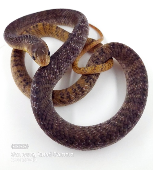 Yellowtail Cribo (Guyana) Cribo & Indigo Snakes by Scattershot Exotics