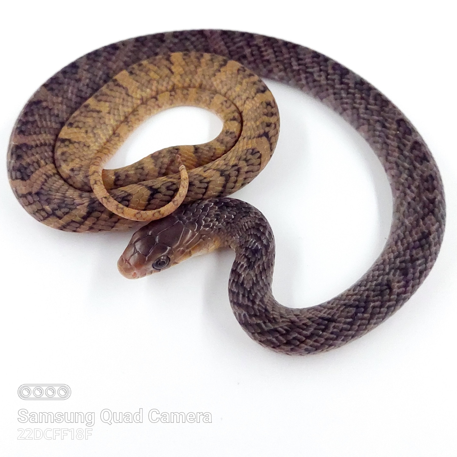 Yellowtail Cribo (Guyana) Cribo & Indigo Snakes by Scattershot Exotics ...