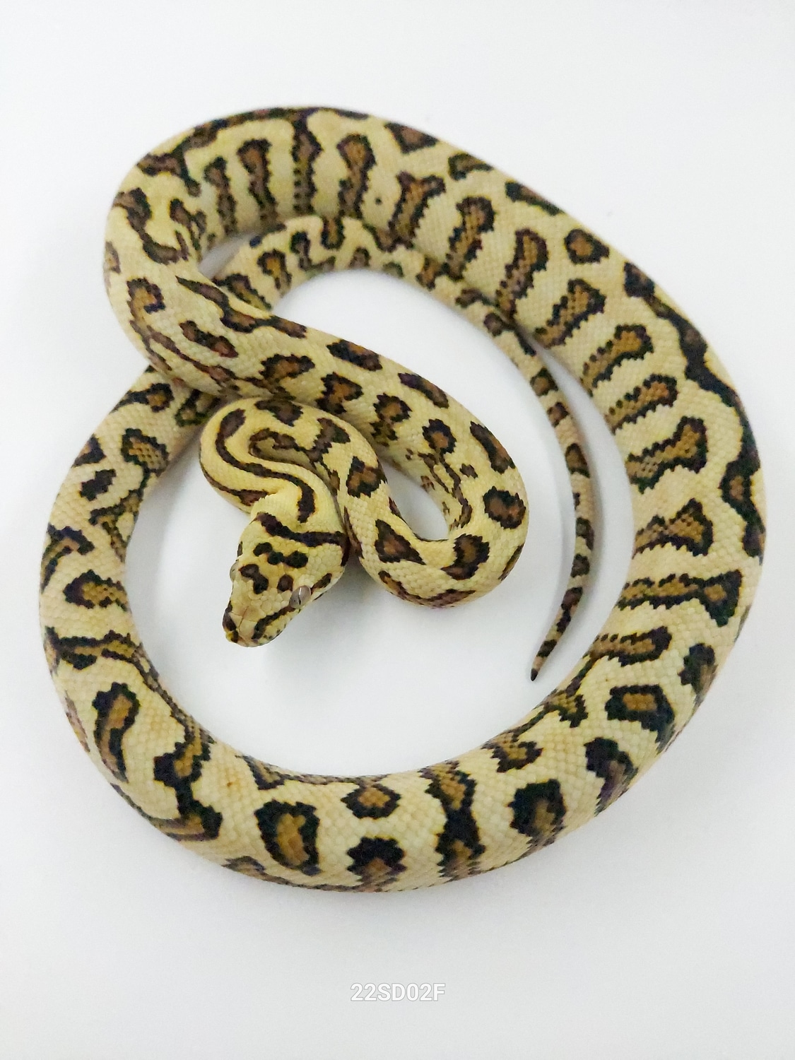 Jungle X Coastal Caramel Ocelot Jaguar Other Carpet Python by ...