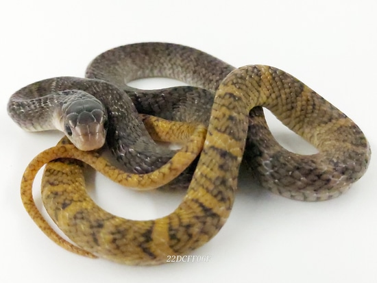 Yellowtail Cribo (Guyana) Cribo & Indigo Snakes by Scattershot Exotics