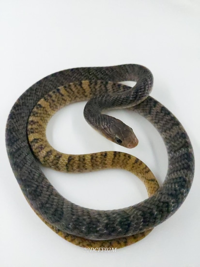 Yellowtail Cribo (Guyana) Cribo & Indigo Snakes by Scattershot Exotics