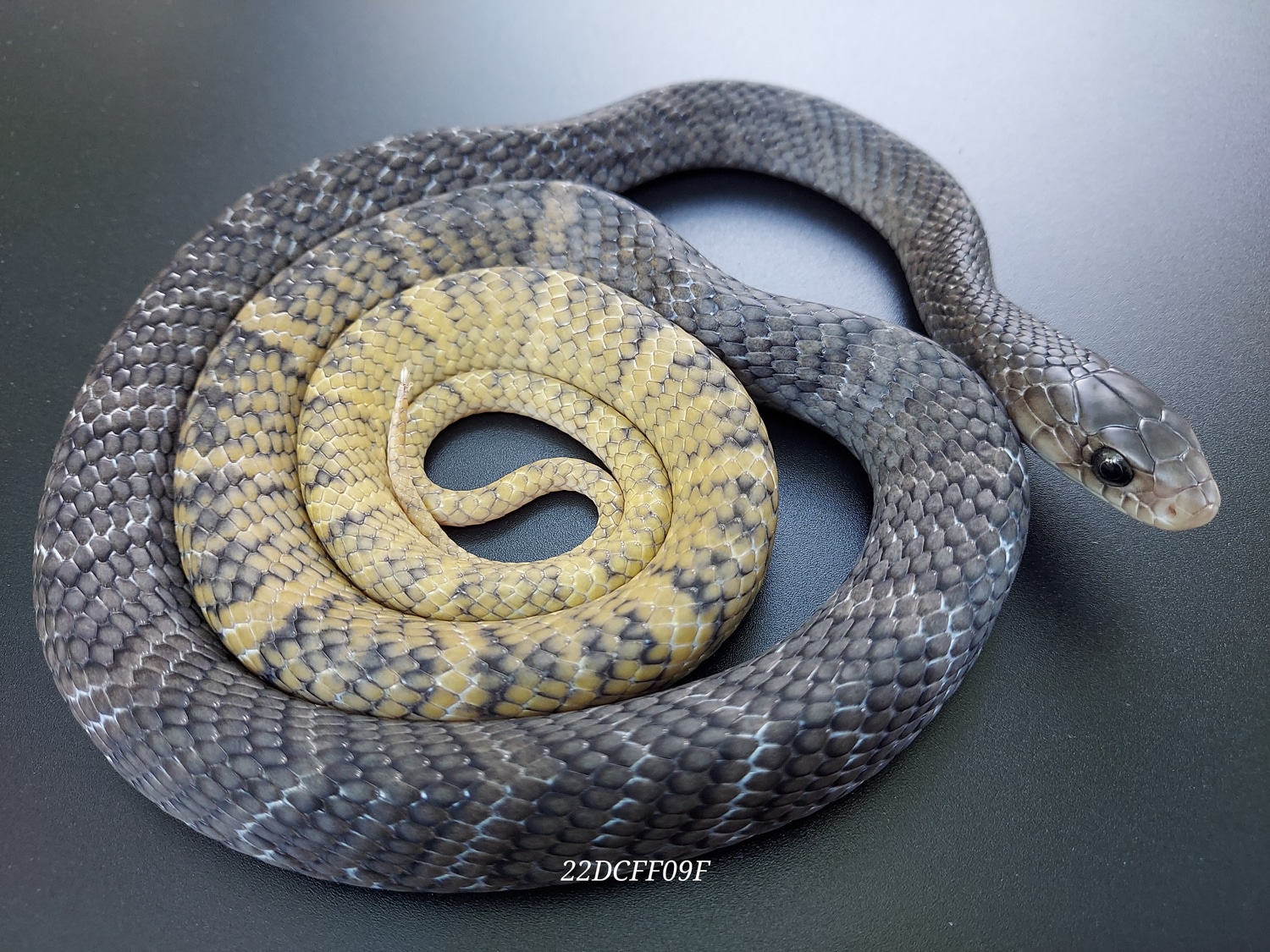 Yellowtail Cribo (Guyana) Cribo & Indigo Snake by Scattershot Exotics ...