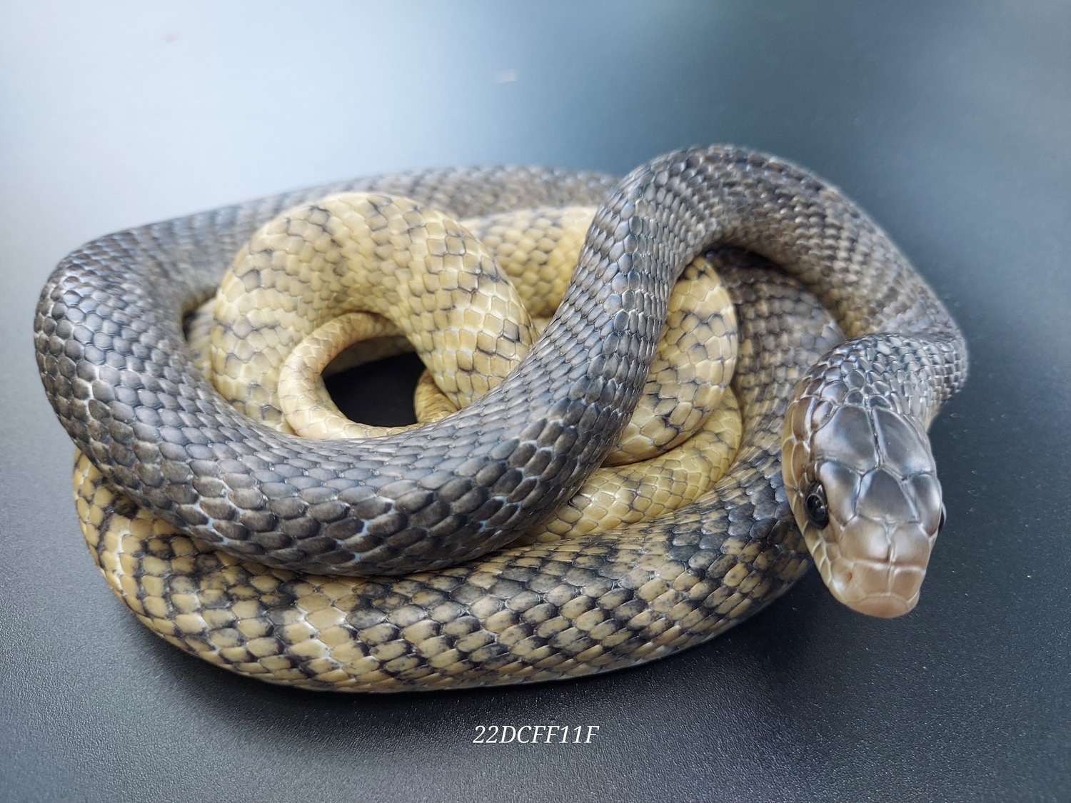 Yellowtail Cribo (Guyana) Indigo Snake by Scattershot Exotics - MorphMarket