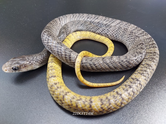 Yellowtail Cribo (Guyana) Cribo & Indigo Snakes by Scattershot Exotics