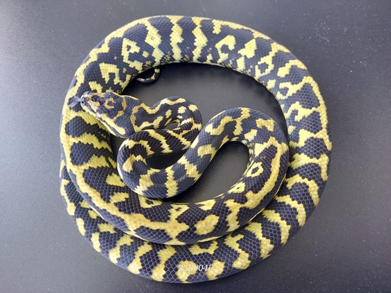 Wow X Mojo Striped Jungle Jungle Carpet Python by Scattershot Exotics