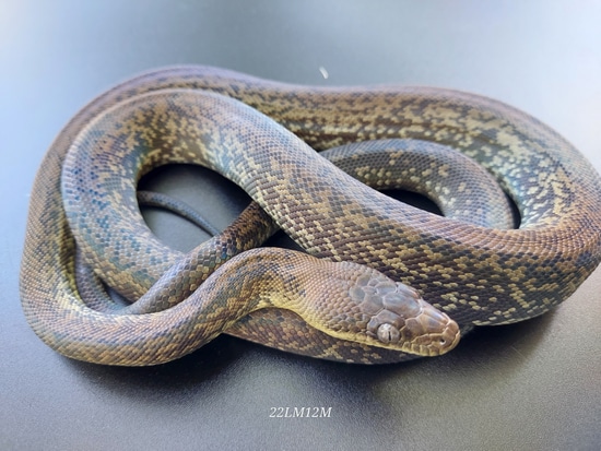 Macklot's Python by Scattershot Exotics