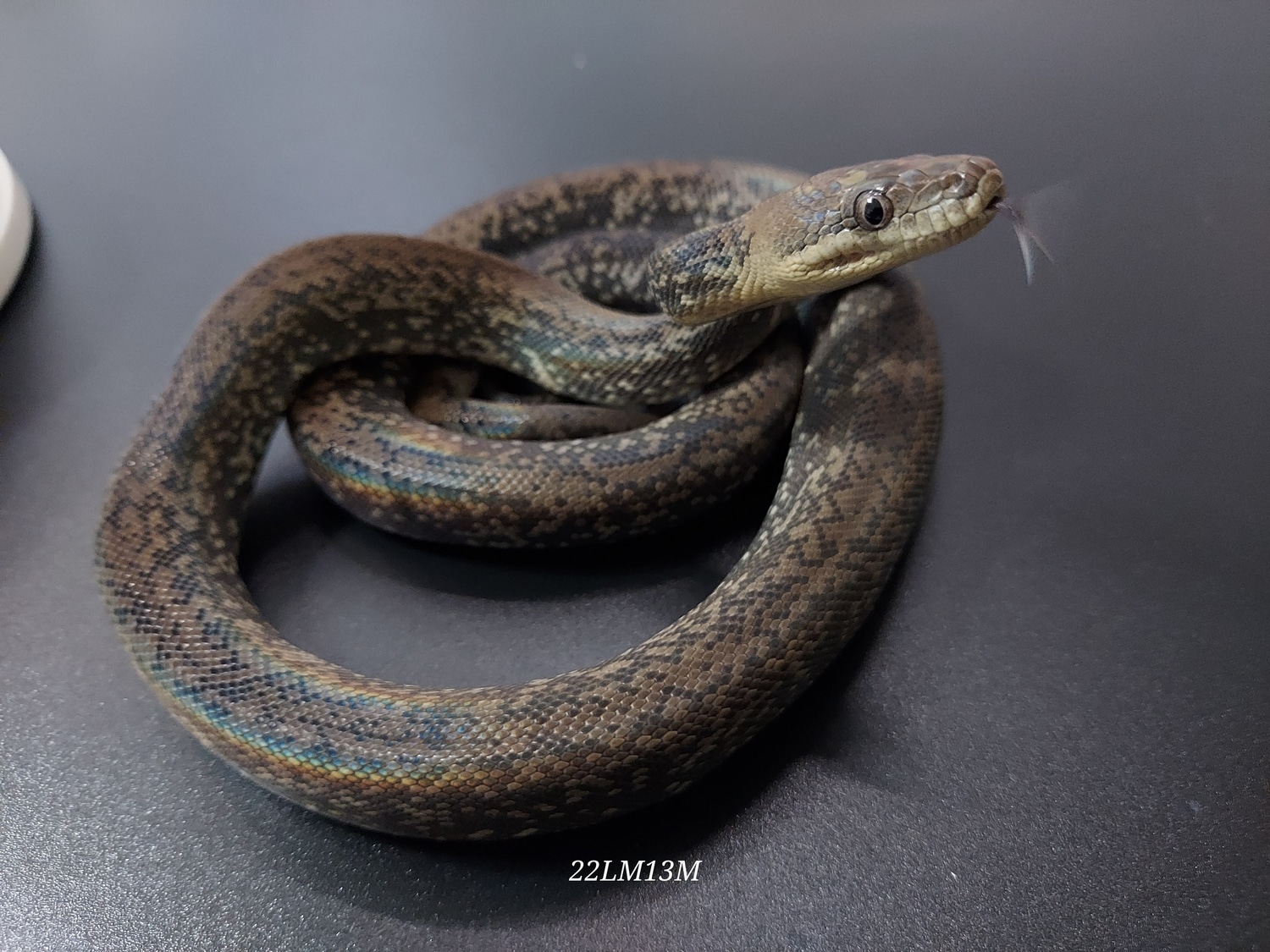 Macklot's Python by Scattershot Exotics - MorphMarket