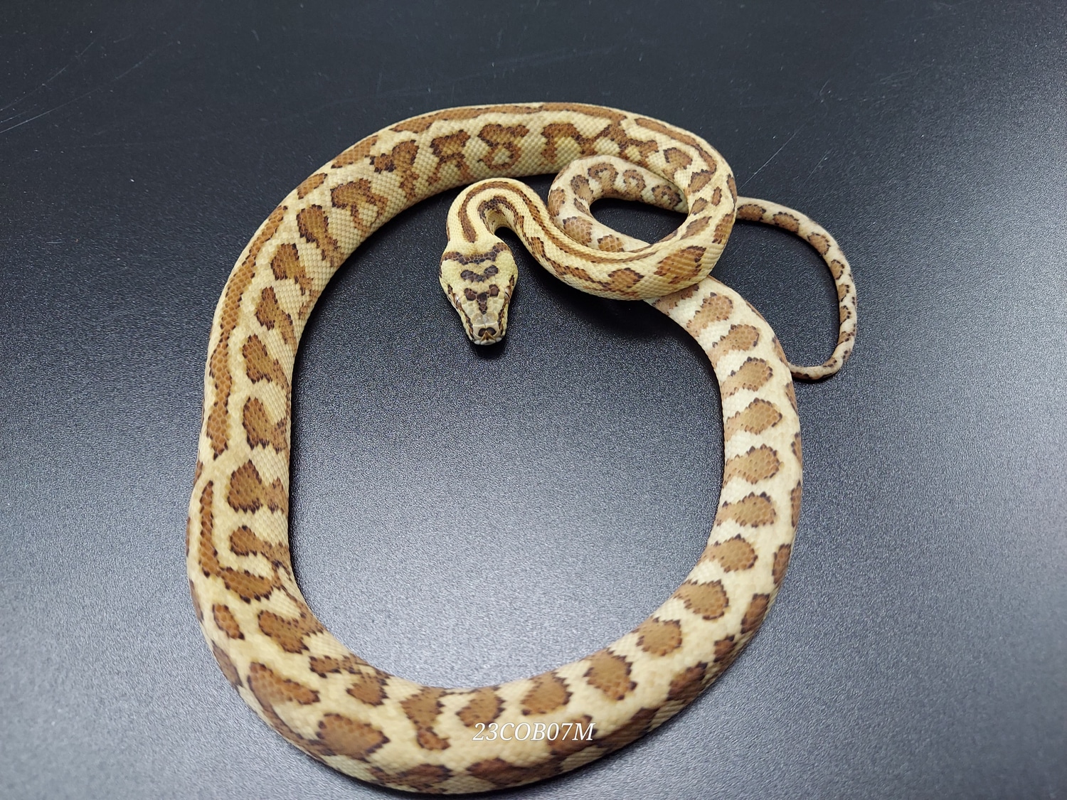 Caramel Ocelot Jungle Jaguar Other Carpet Python by Scattershot Exotics ...