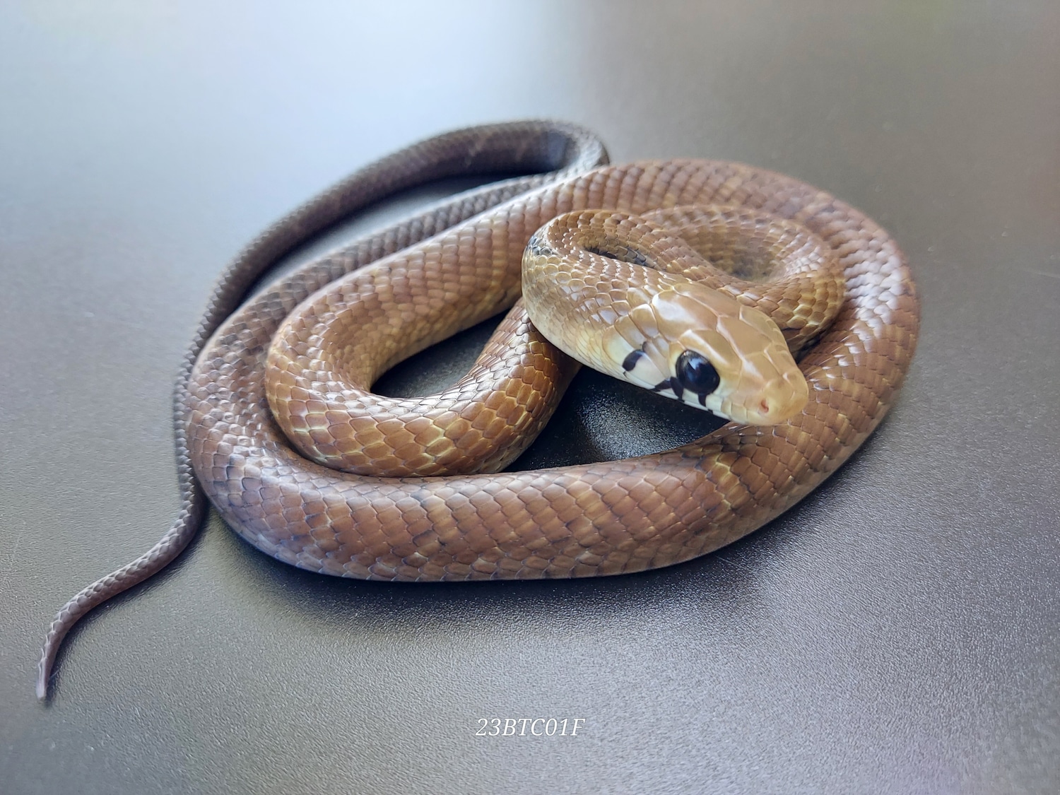 2023 Blacktail Cribo Indigo Snake by Scattershot Exotics - MorphMarket