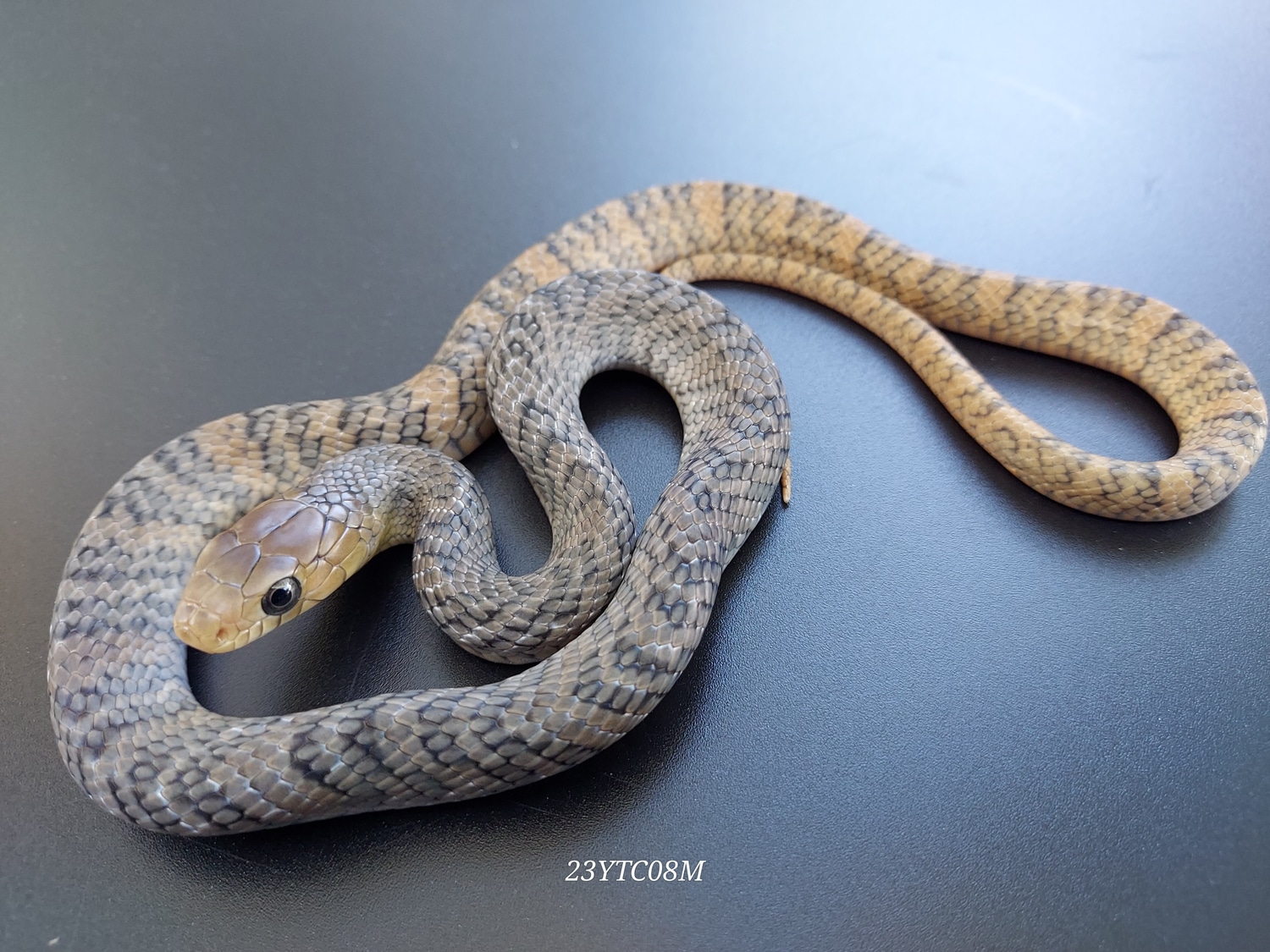 2023 Yellowtail Cribo (Guyana) Cribo & Indigo Snakes by Scattershot ...