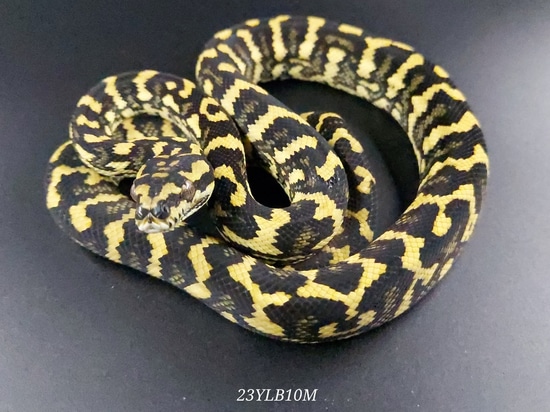 2023 Jungle Carpet Python by Scattershot Exotics