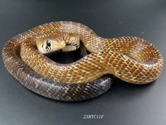 2023 Blacktail Cribo Cribo & Indigo Snakes by Scattershot Exotics