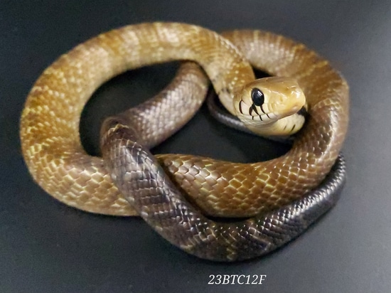 2023 Blacktail Cribo Cribo & Indigo Snakes by Scattershot Exotics
