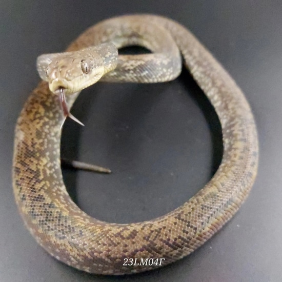 2023 Timor Island Macklot's Python by Scattershot Exotics