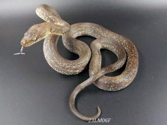 2023 Timor Island Macklot's Python by Scattershot Exotics