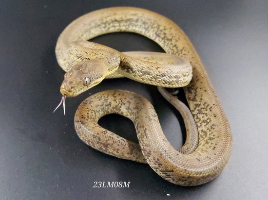 2023 Timor Island Macklot's Python by Scattershot Exotics