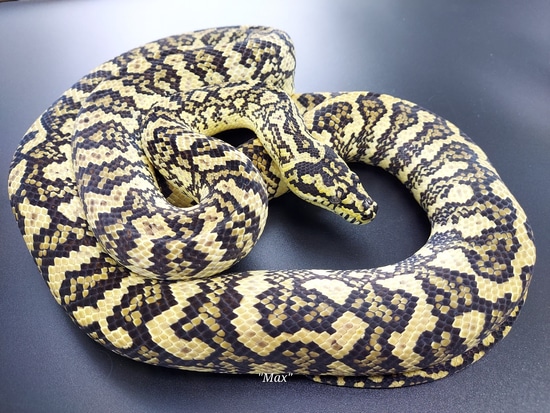 Proven Non-Jag Caramel Ocelot Other Carpet Python by Scattershot Exotics